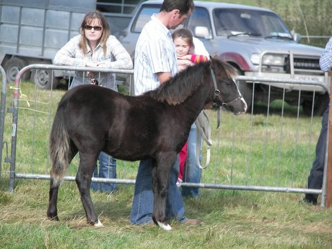 American Kerry Bog Pony Society ~ Preserving an Ancient Breed